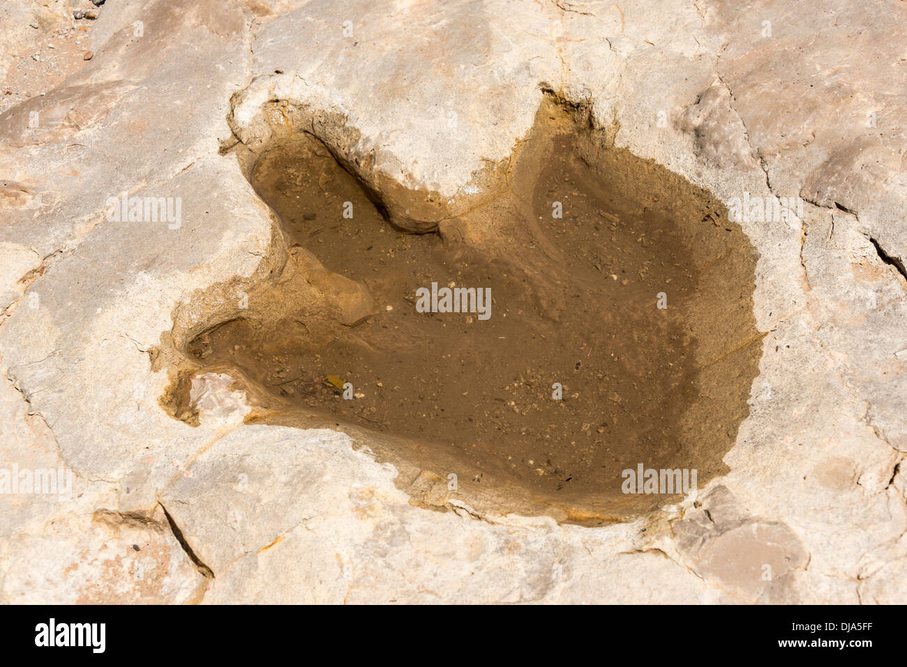 Allosaurus footprint hi-res stock photography and images - Alamy