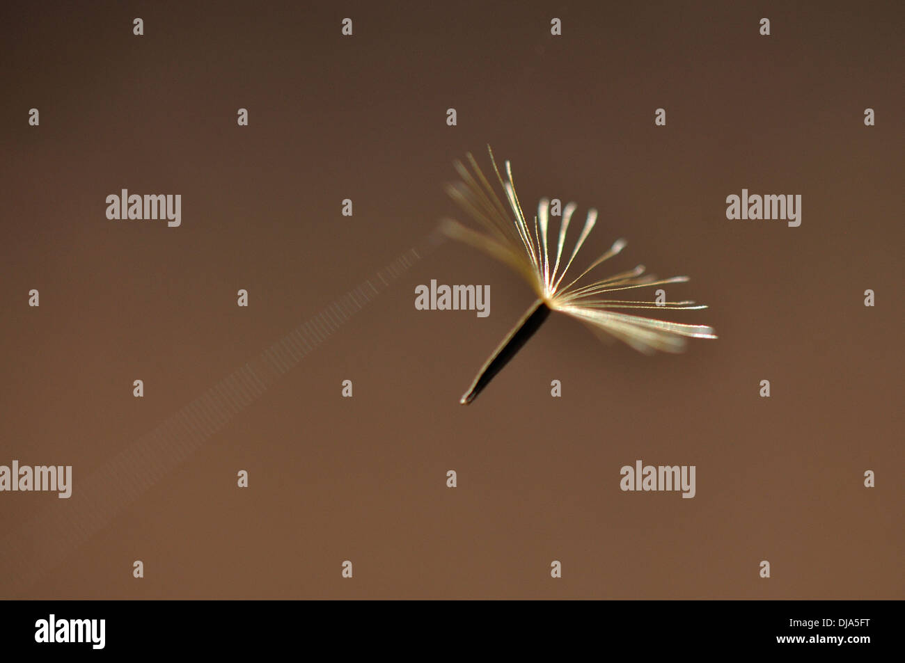 Jewel spider hi-res stock photography and images - Alamy