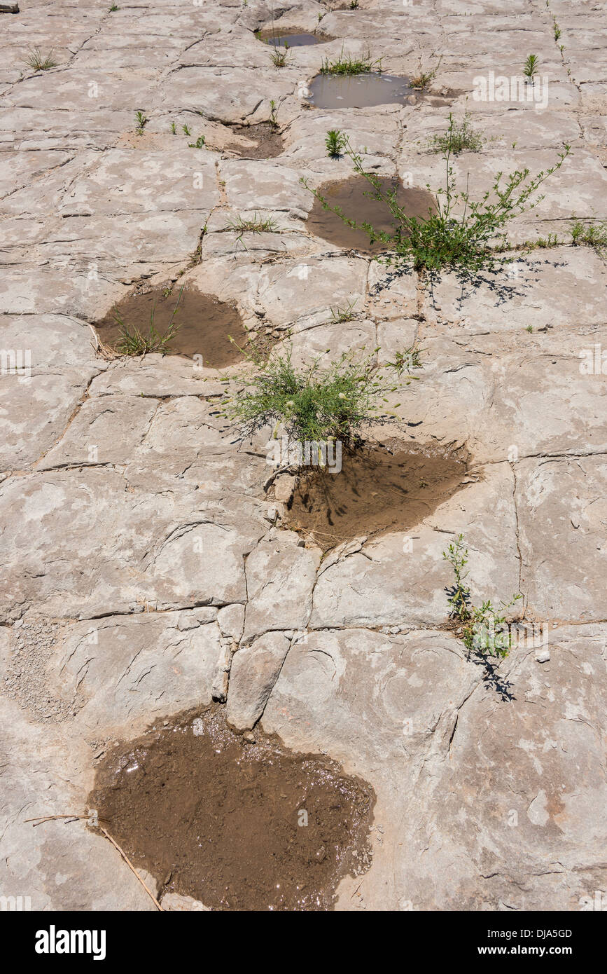 Dinosaur tracks beside the Purgatoire River, Picketwire Canyonlands ...