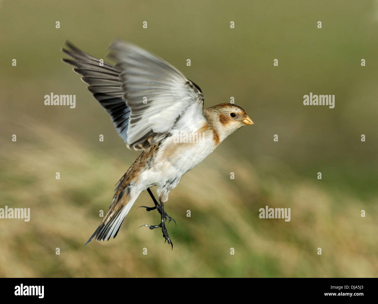 Snow bunting in flight bird hi-res stock photography and images - Alamy