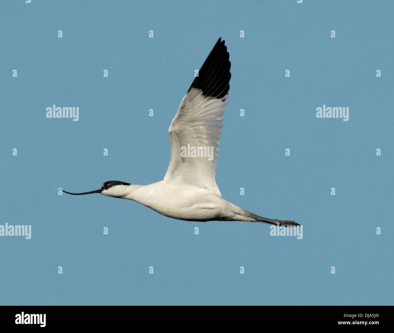 Avocet Recurvirostra avosetta Stock Photo - Alamy