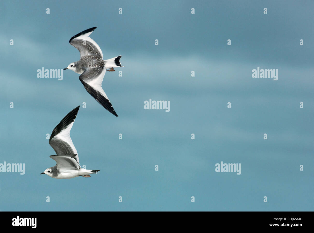 Xema hi-res stock photography and images - Alamy