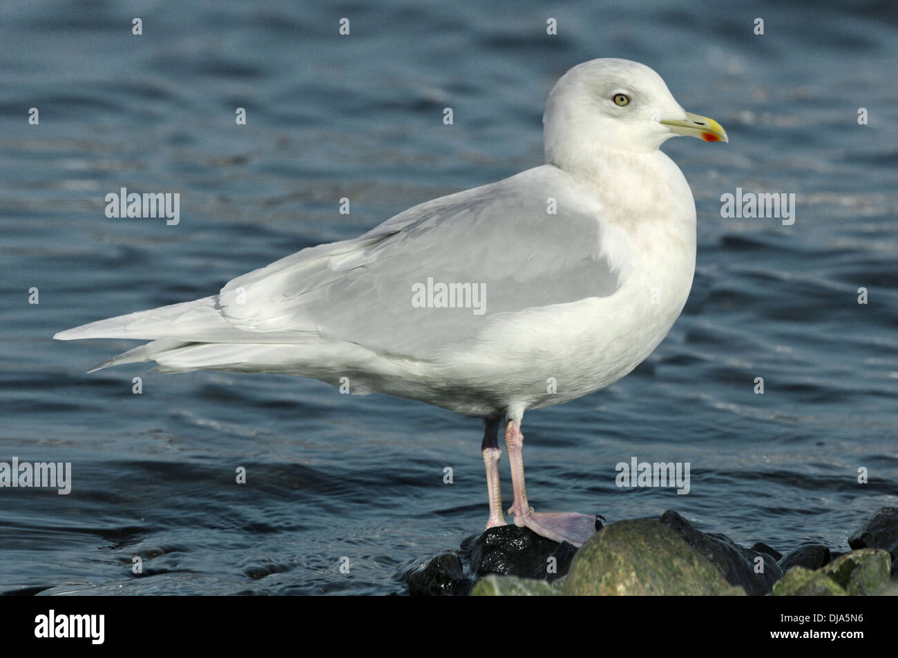 Iceland Gull Larus glaucoides Stock Photo - Alamy