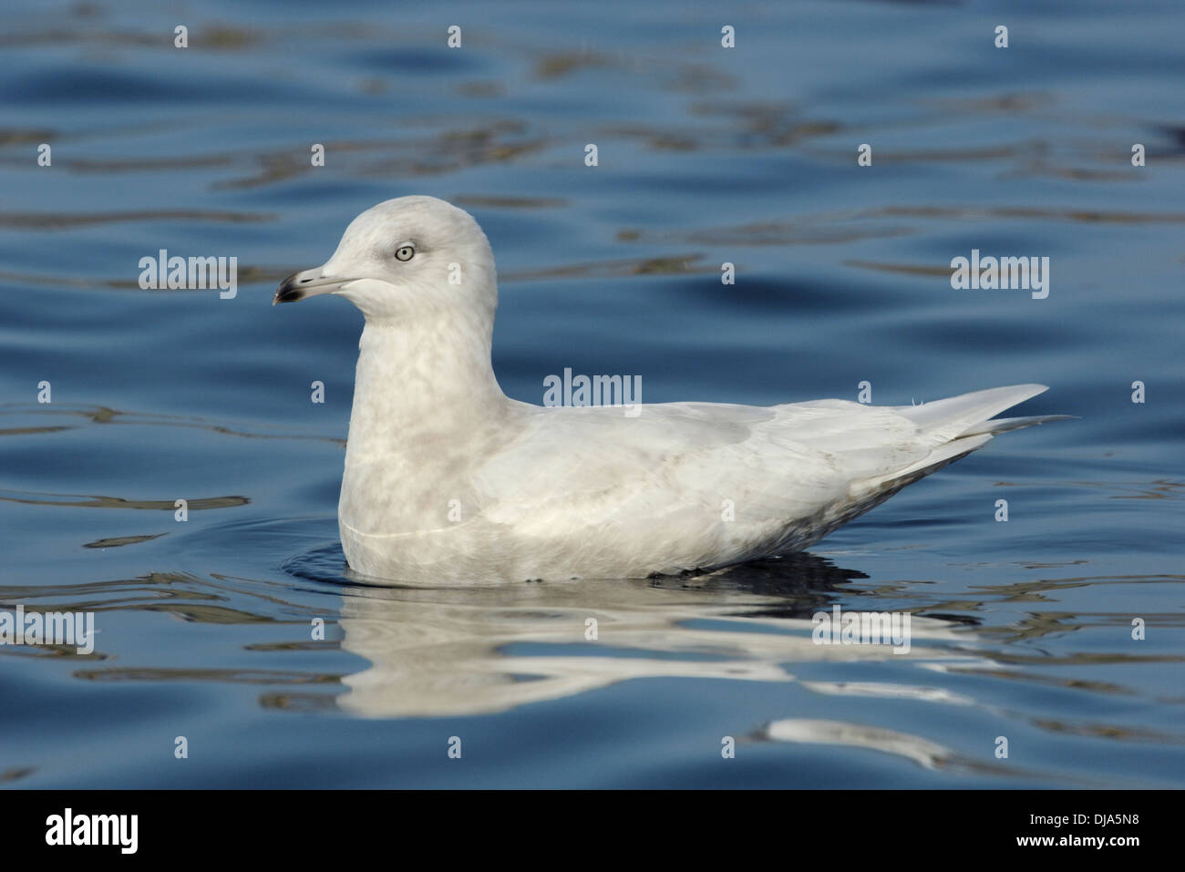 Iceland Gull Larus glaucoides Stock Photo - Alamy