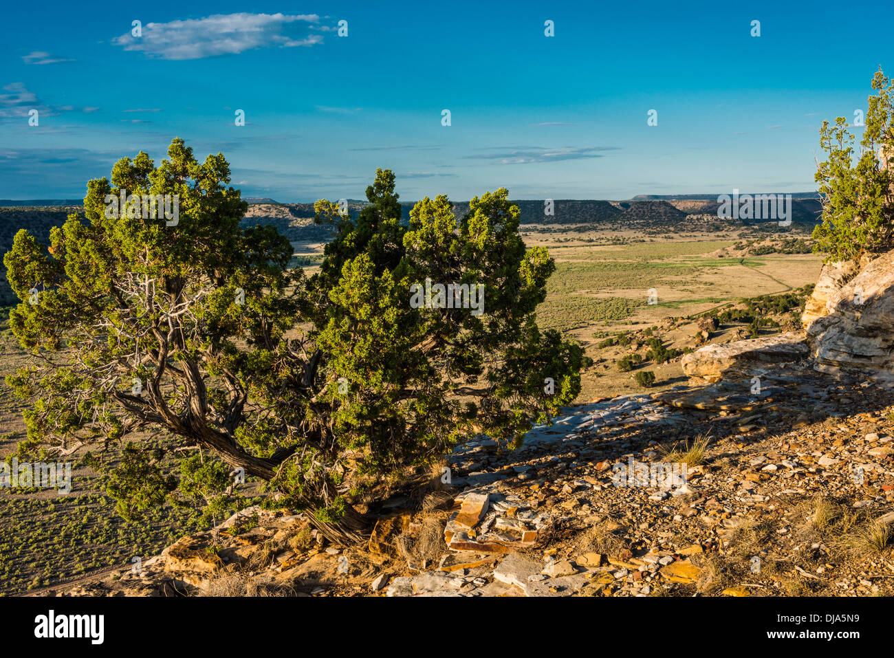 Juniper and canyon, Purgatoire River, Picketwire Canyonlands, Comanche ...