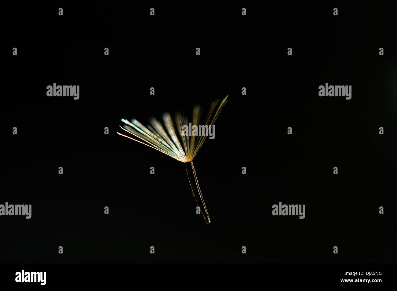 Jewel spider hi-res stock photography and images - Alamy