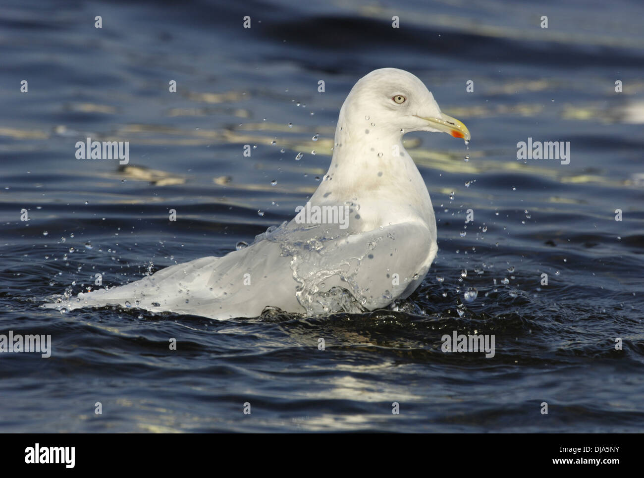 Iceland Gull Larus glaucoides Stock Photo - Alamy