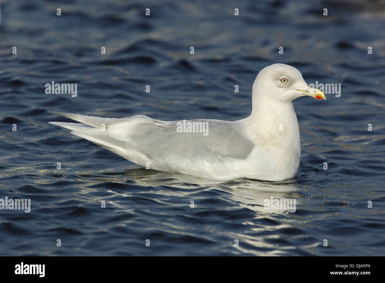 Iceland Gull Larus glaucoides Stock Photo - Alamy