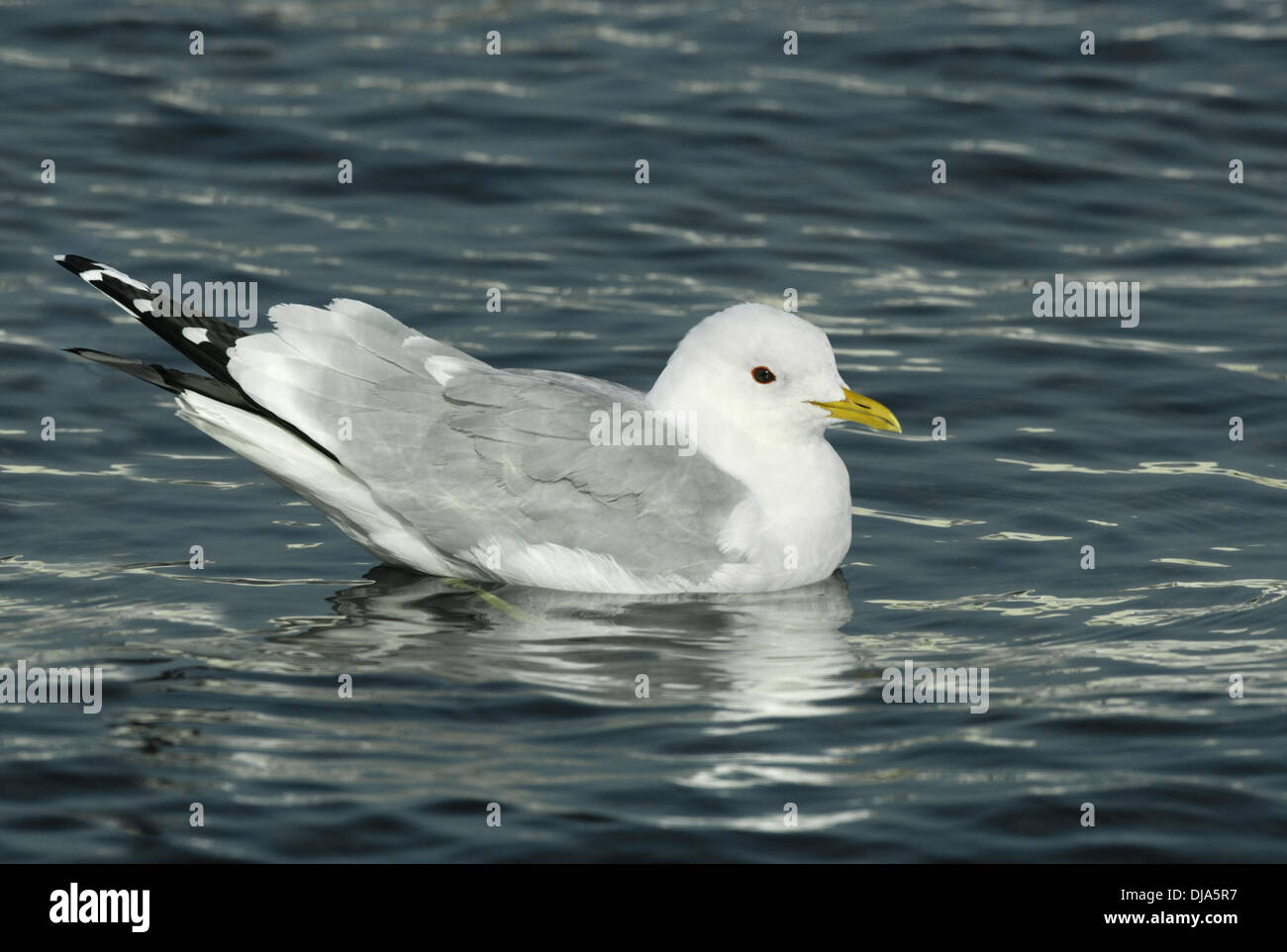 Inland gull hi-res stock photography and images - Alamy
