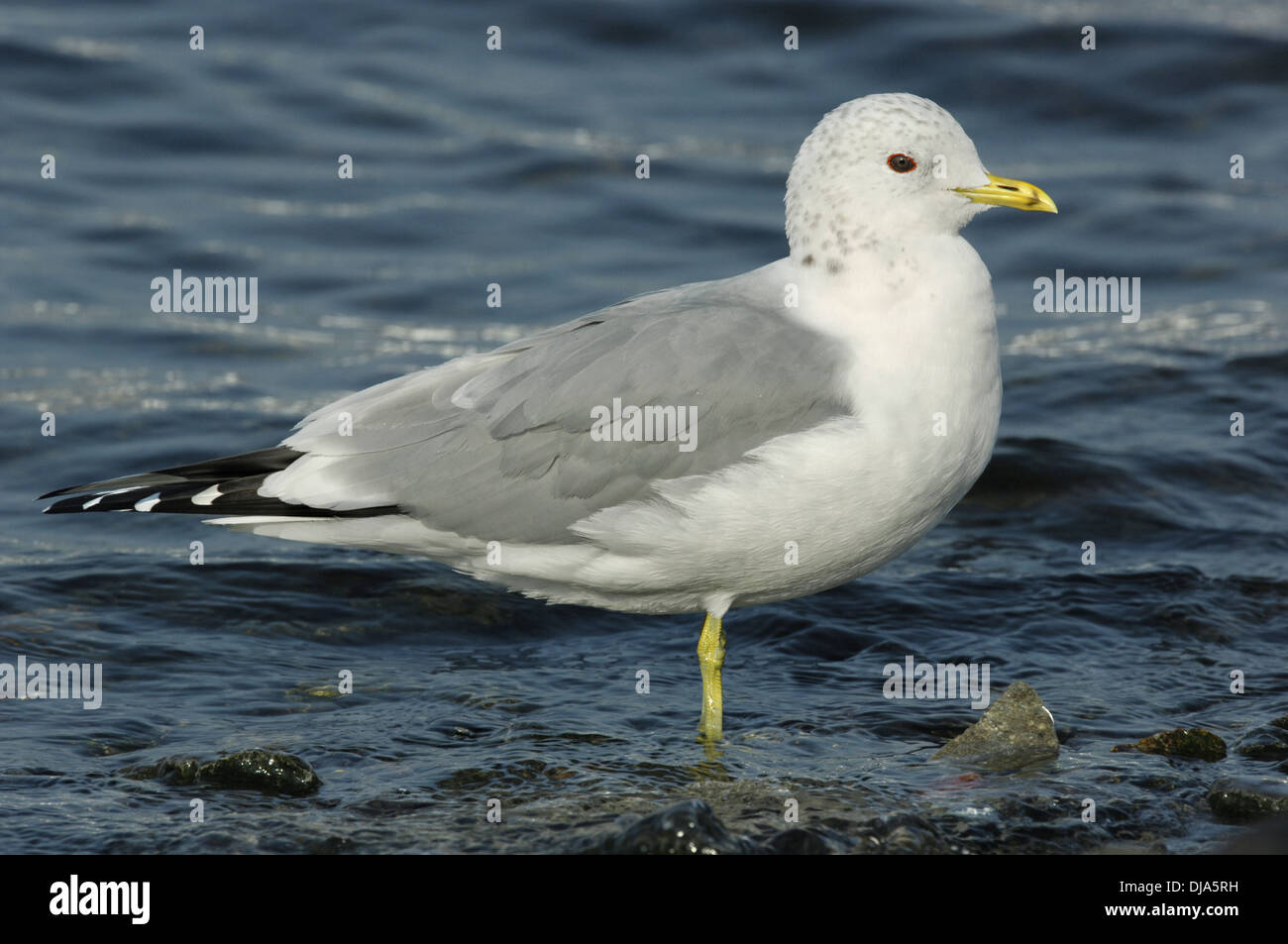 Common inland gull hi-res stock photography and images - Alamy