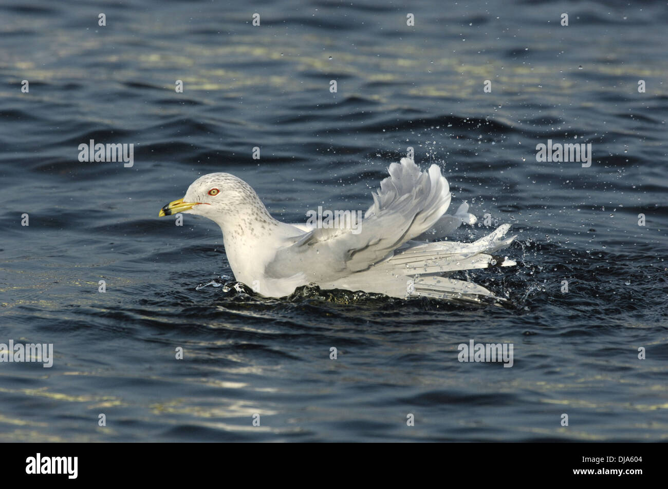 Ring billed sea gull hi-res stock photography and images - Alamy