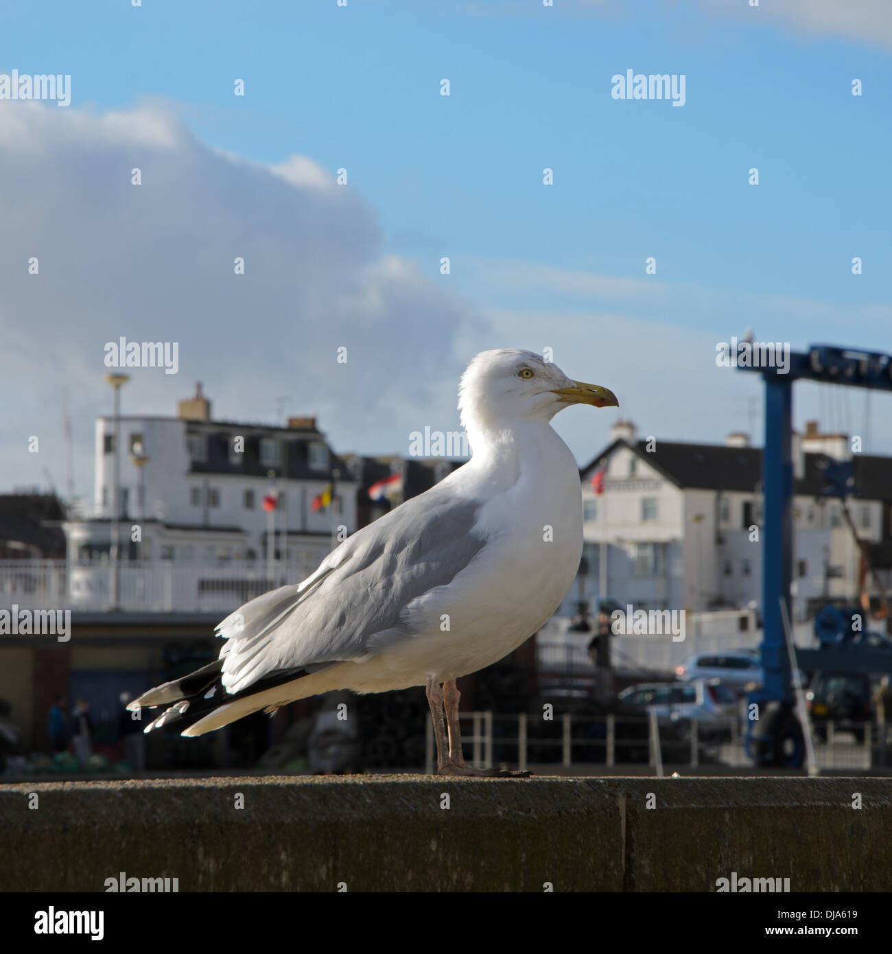 Portrait of sea gull side profile Stock Photo - Alamy