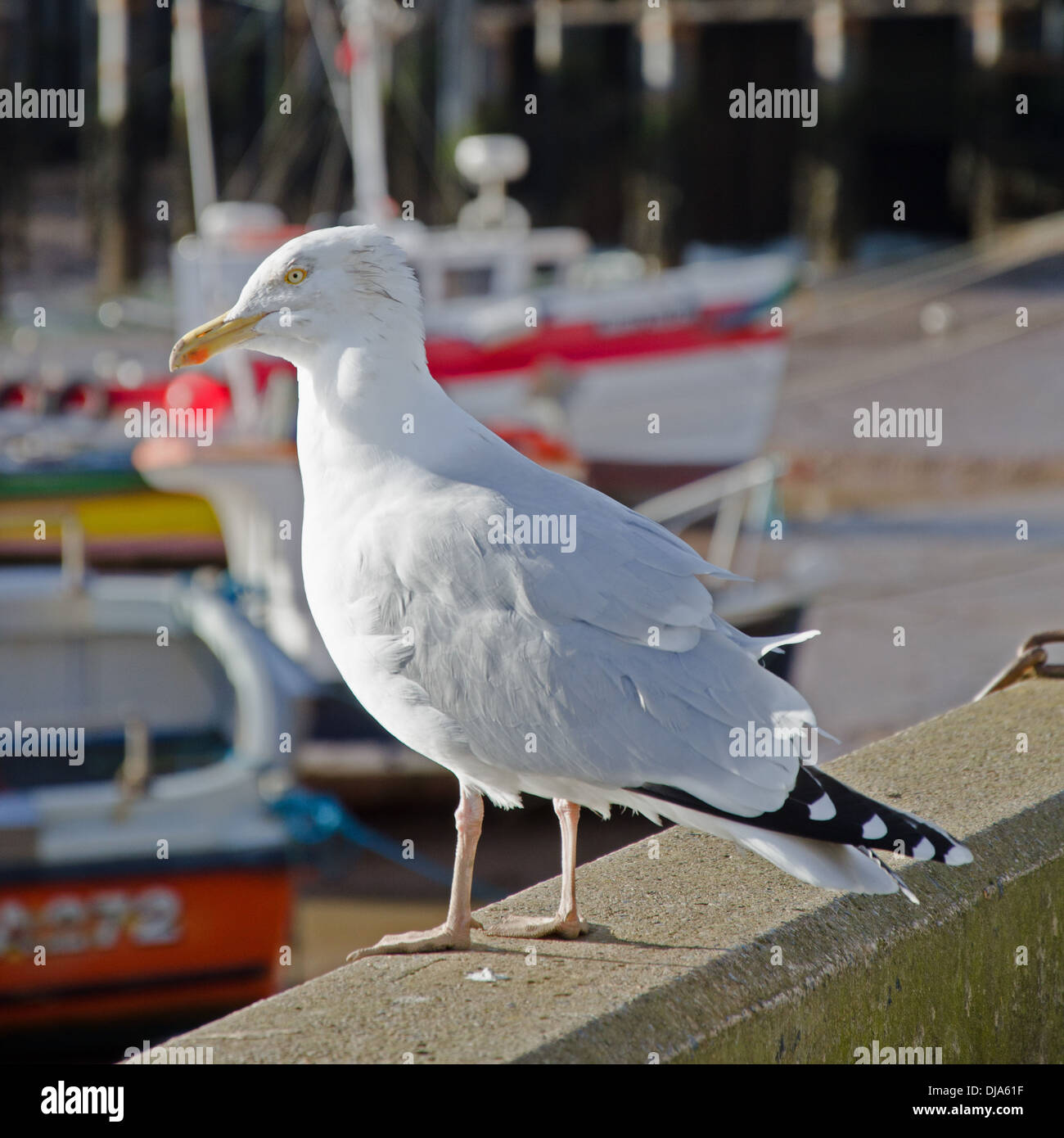 Seagul and boats hi-res stock photography and images - Alamy