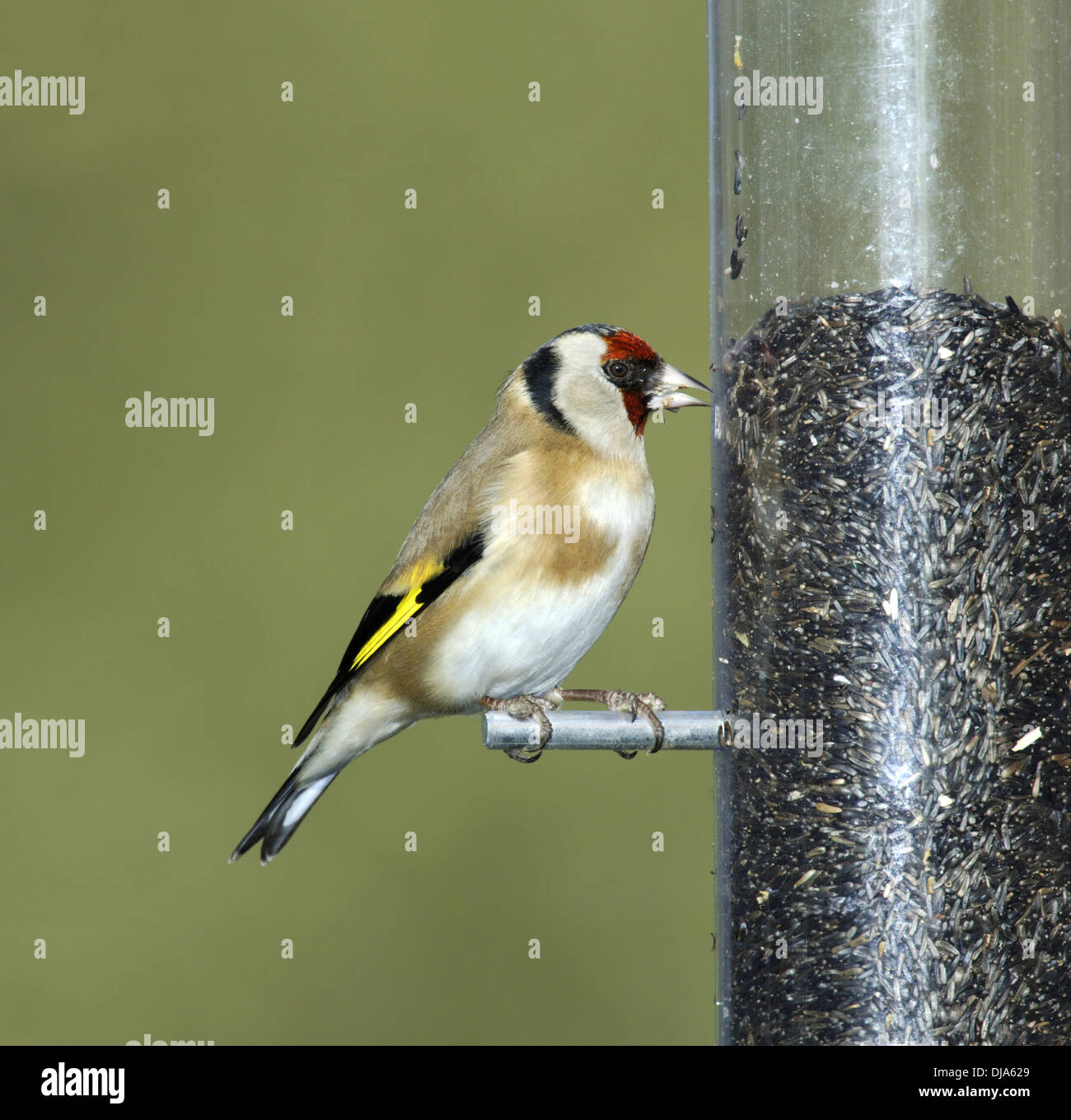 Goldfinch Carduelis carduelis Stock Photo - Alamy