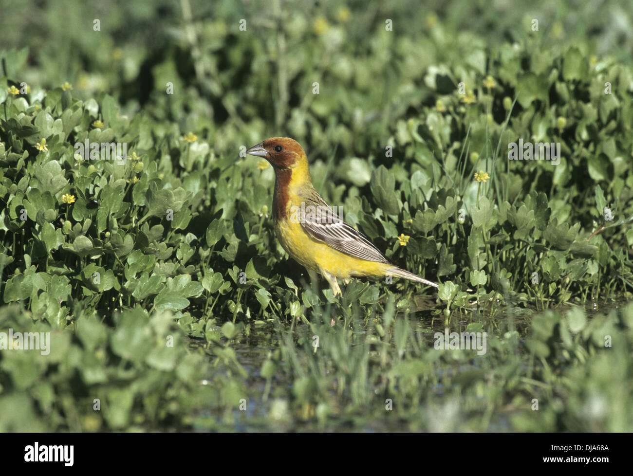 Red headed bunting bird hi-res stock photography and images - Alamy