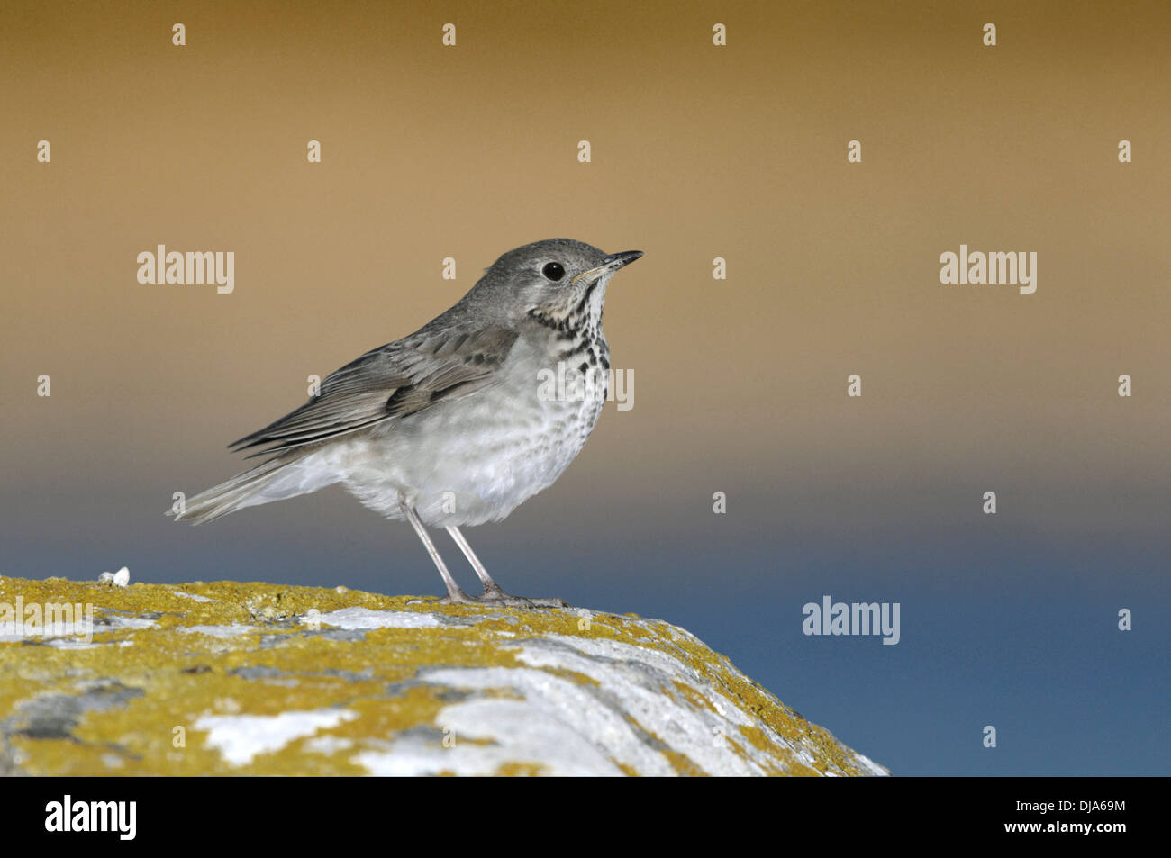 Grey thrushes hi-res stock photography and images - Alamy