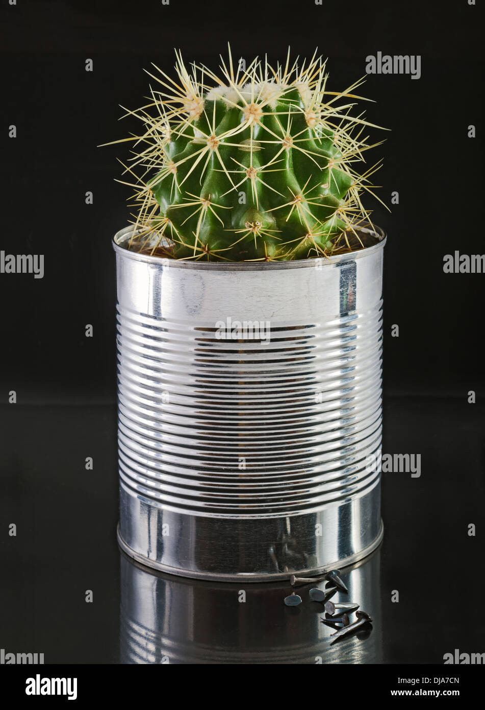Dark cactus hi-res stock photography and images - Alamy