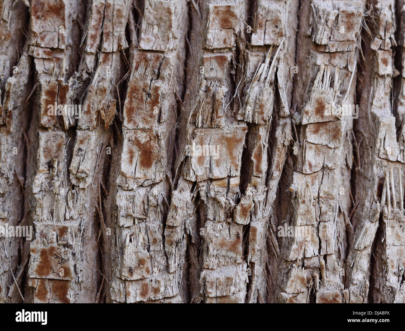 tree bark texture Stock Photo - Alamy