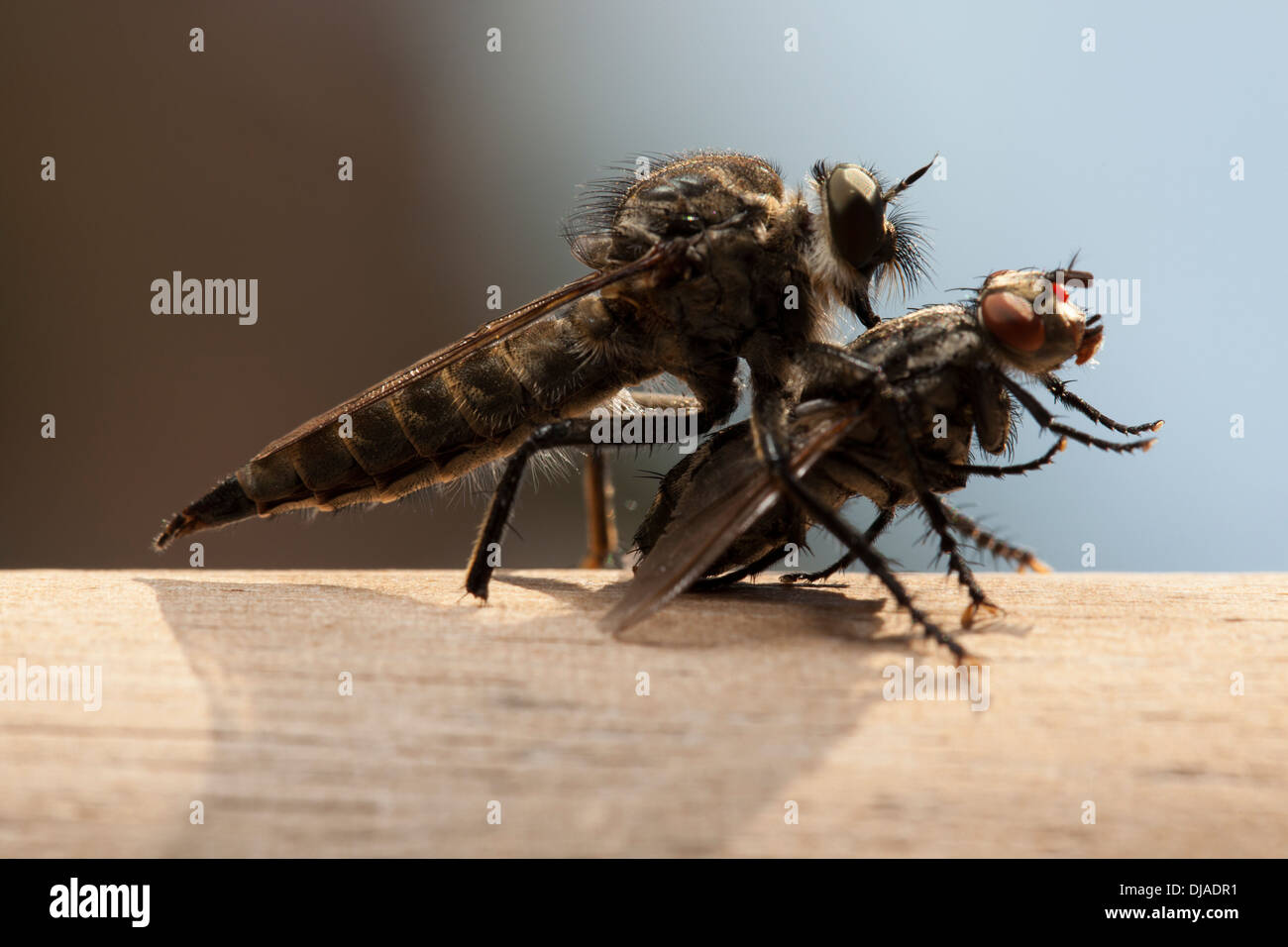 An Asilidae, robber or assassin fly feeding on another smaller fly ...