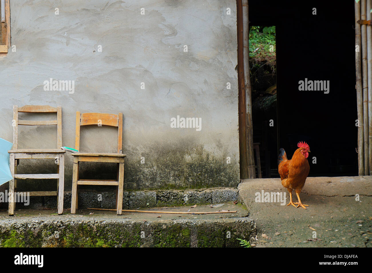 Chicken outside a house in rural China Stock Photo - Alamy