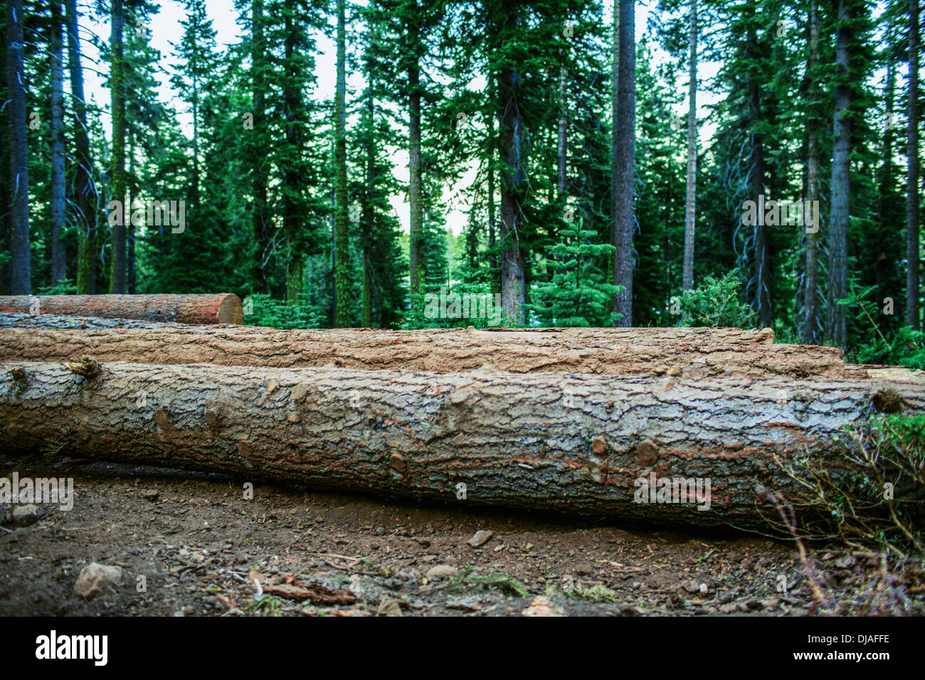 Log on forest floor hi-res stock photography and images - Alamy
