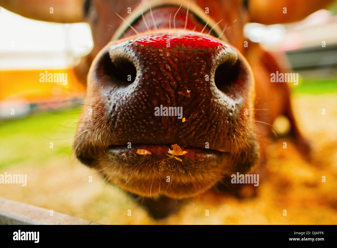 Cows nose hi-res stock photography and images - Alamy