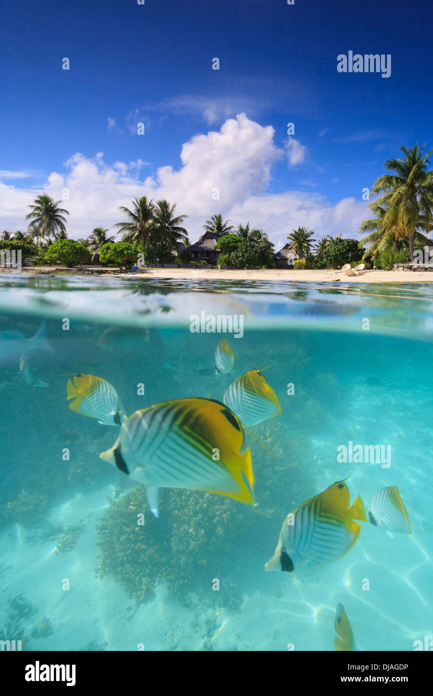 Underwater scene in bora colorful hi-res stock photography and images ...