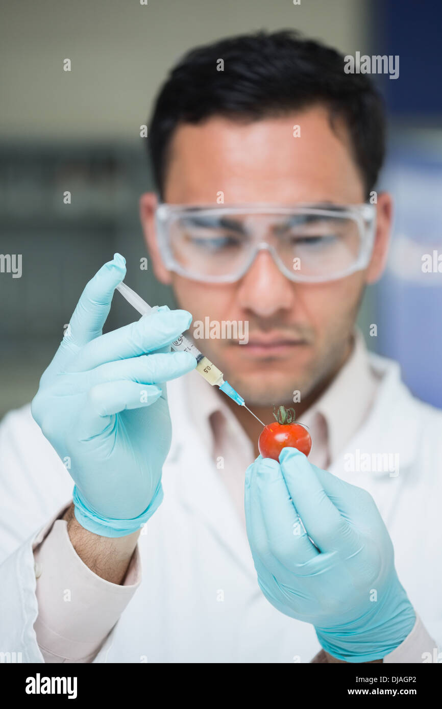 Close-up of a scientific researcher injecting a tomato at the lab Stock ...