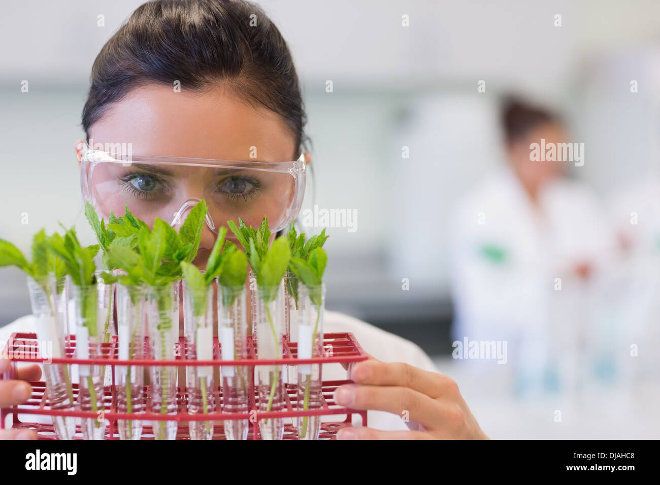 Female scientist with young plants at lab Stock Photo - Alamy