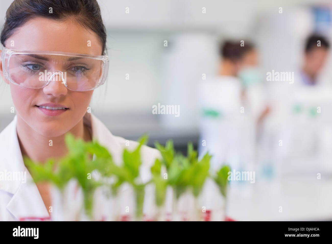 Female scientist with young plants at laboratory Stock Photo - Alamy