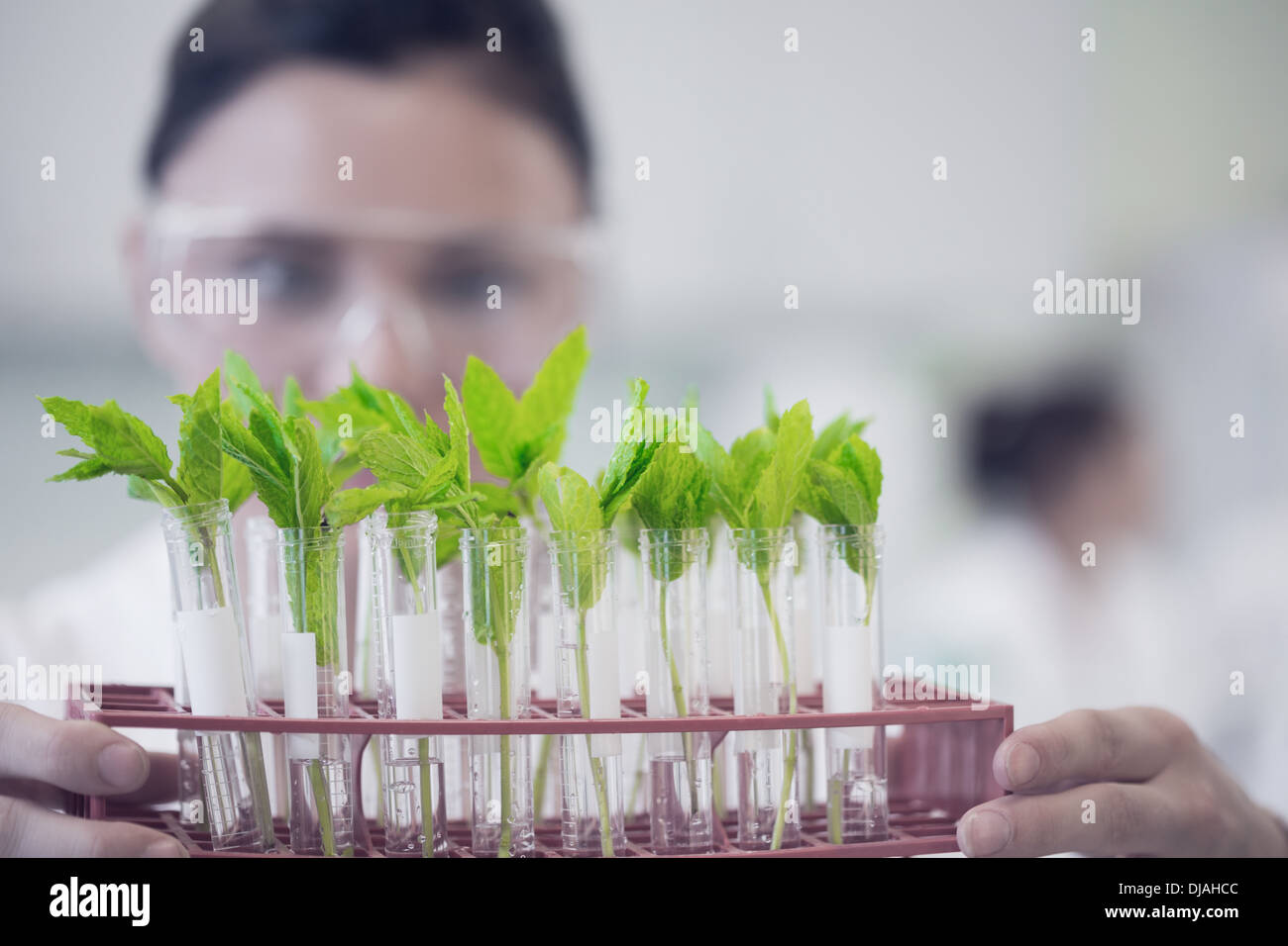 Female scientist with young plants at lab Stock Photo - Alamy