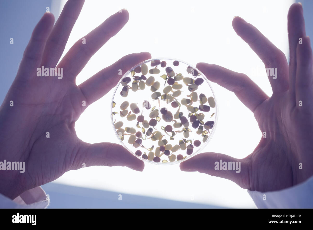 Hands holding petri dish hi-res stock photography and images - Alamy