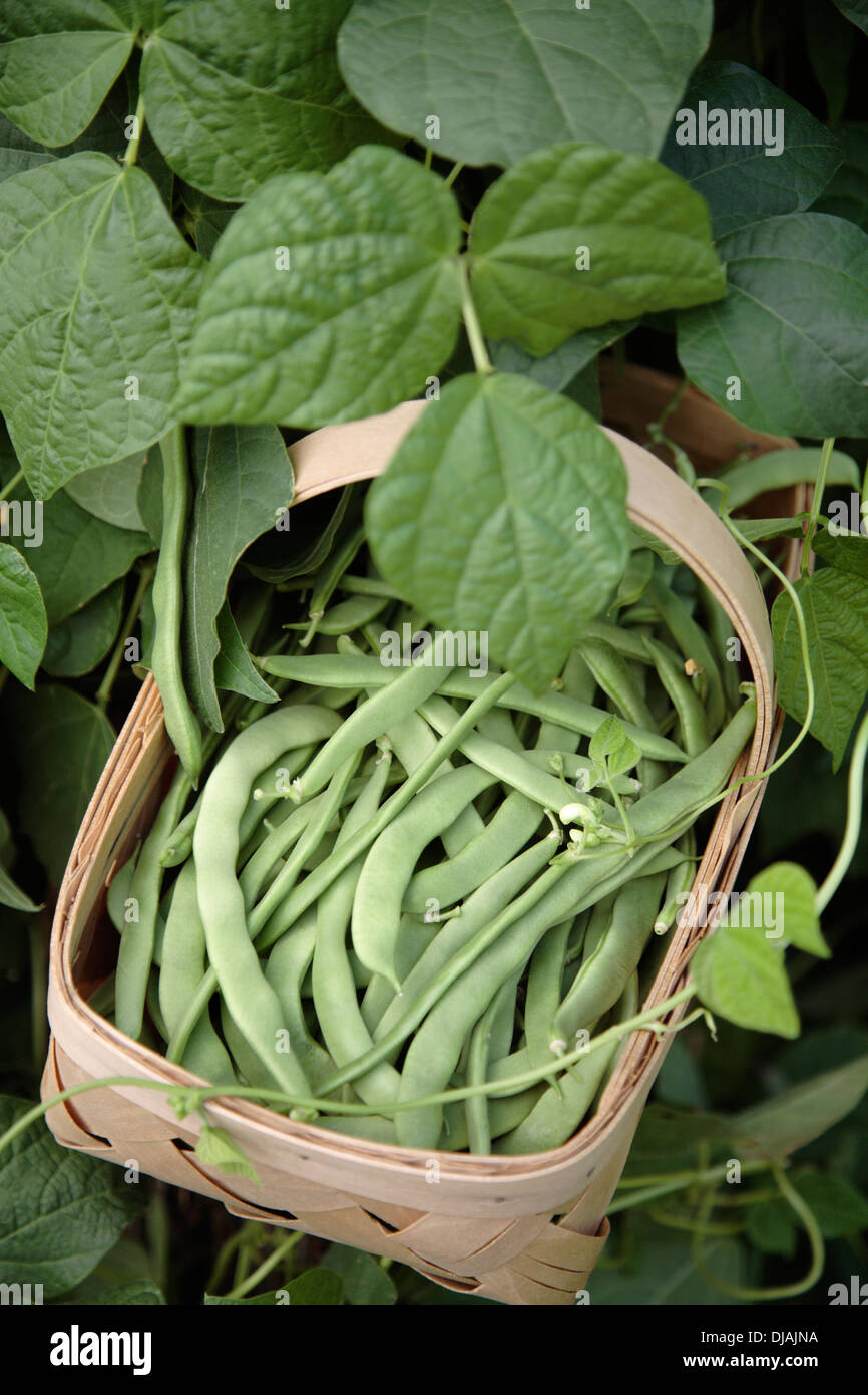 Green bean basket hi-res stock photography and images - Alamy