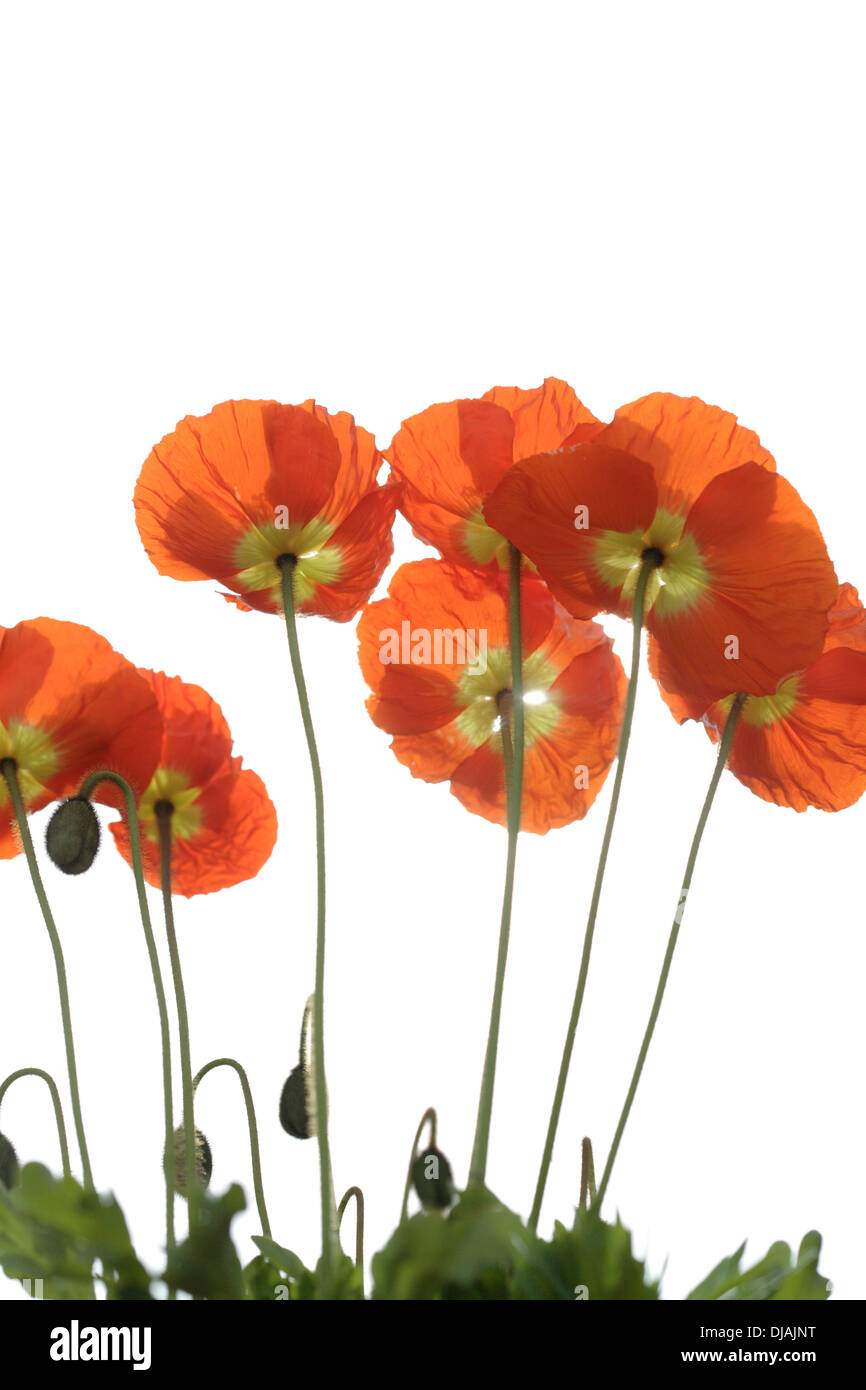 Close up of red poppies Stock Photo - Alamy