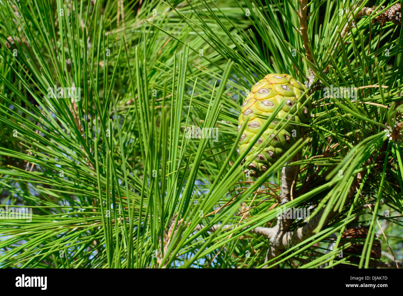 Aleppo pine closeup Pinus halepensis with copy space Stock Photo - Alamy