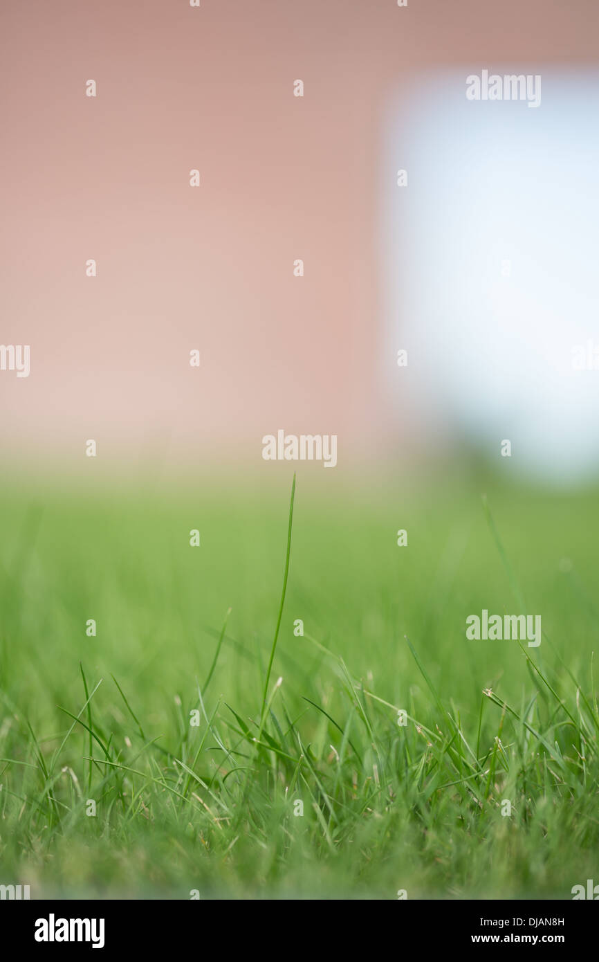 Close grass hi-res stock photography and images - Alamy