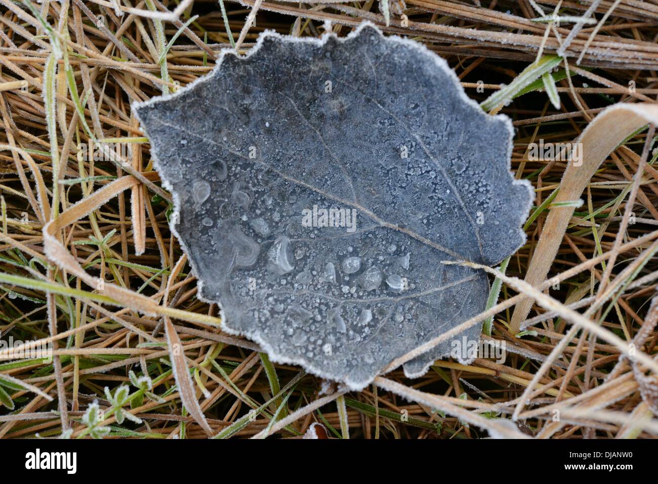A frozen leaf. Picture taken on 25 November 2013. Photo: Frank May ...