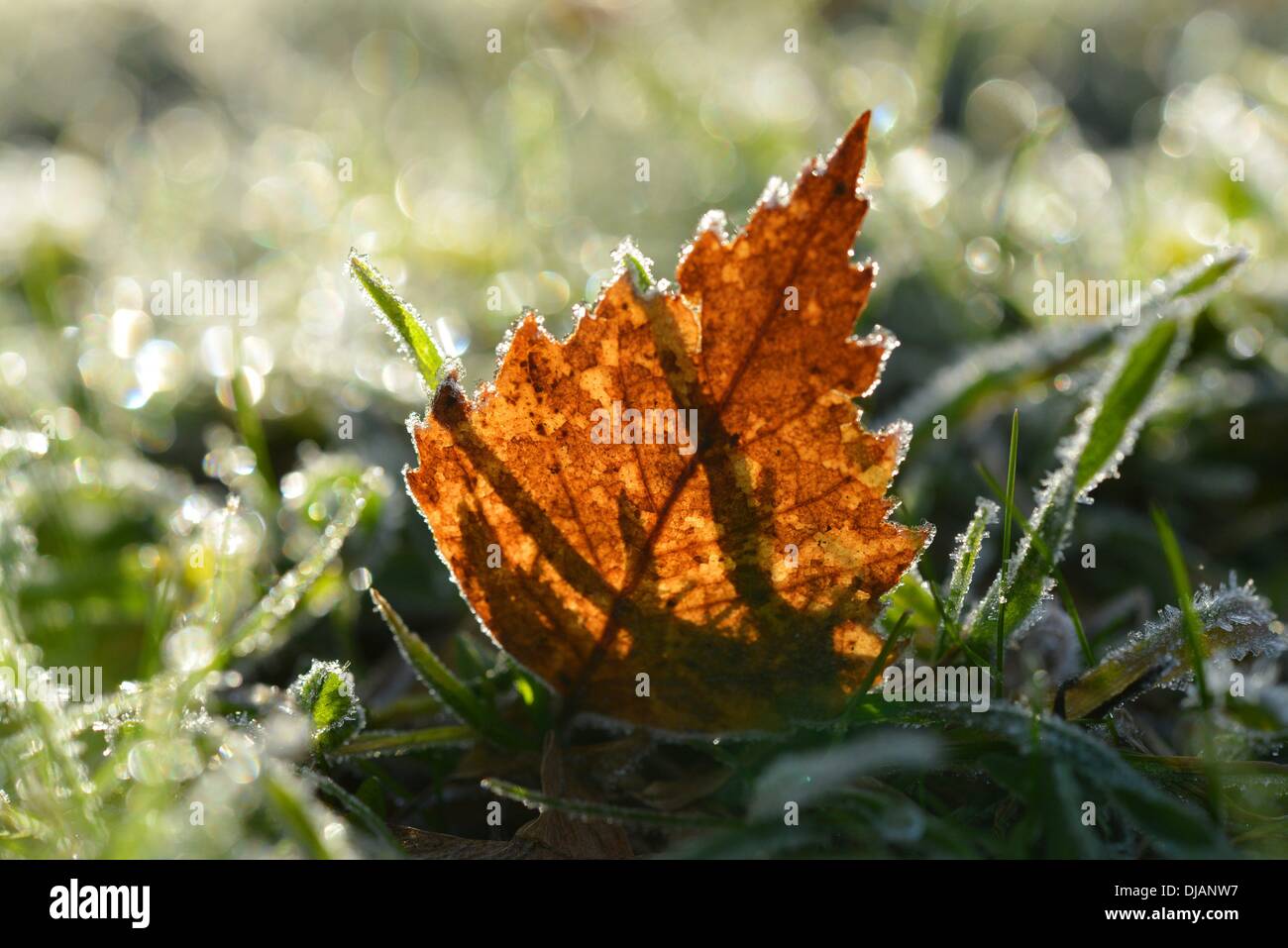 A frozen leaf. Picture taken on 25 November 2013. Photo: Frank May ...
