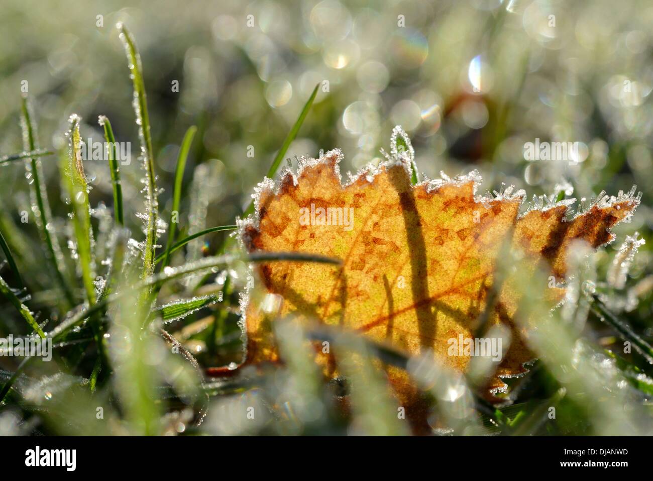A frozen leaf. Picture taken on 25 November 2013. Photo: Frank May ...