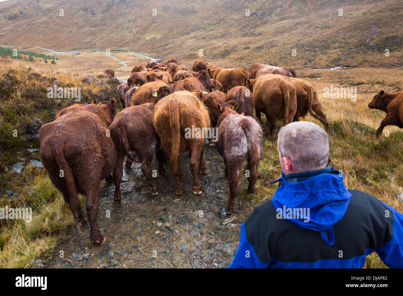Cattle Scotland Droving Stock Photos & Cattle Scotland Droving Stock ...
