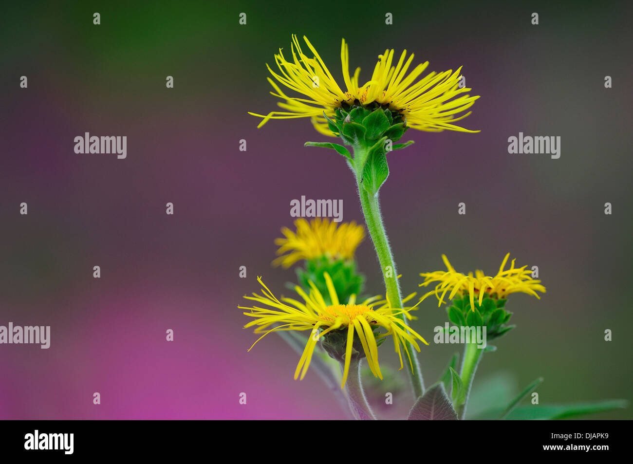 A view of an inula flower UK Stock Photo - Alamy