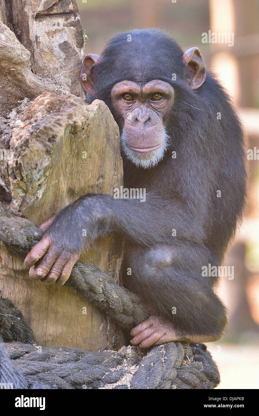 1 animal african animals animal anthropoidea hi-res stock photography ...