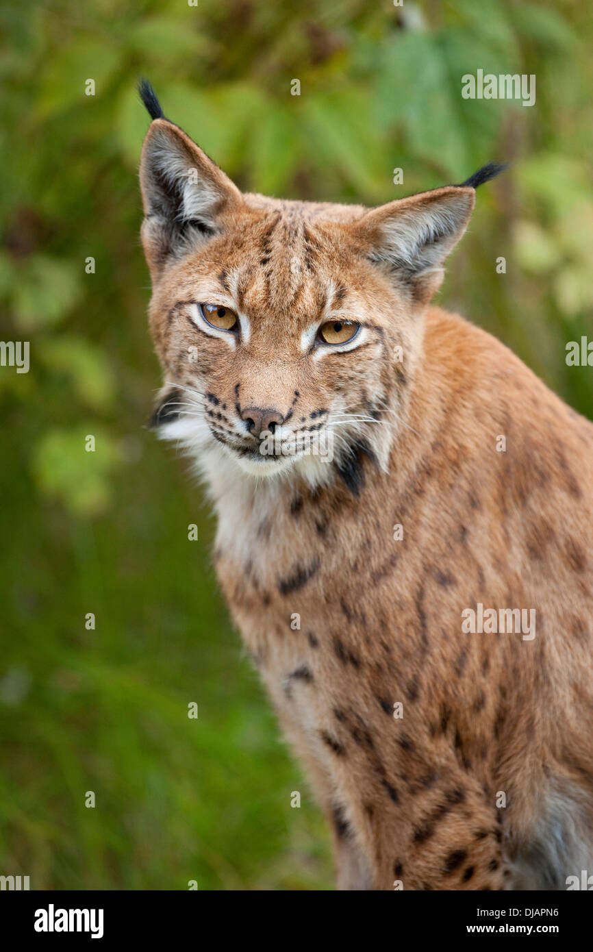 Eurasian Lynx (Lynx lynx), animal enclosure, Bavarian Forest National ...