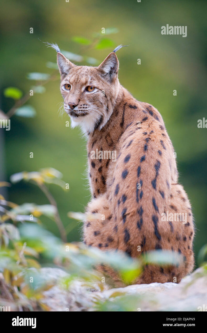 Eurasian Lynx (Lynx lynx), animal enclosure, Bavarian Forest National ...