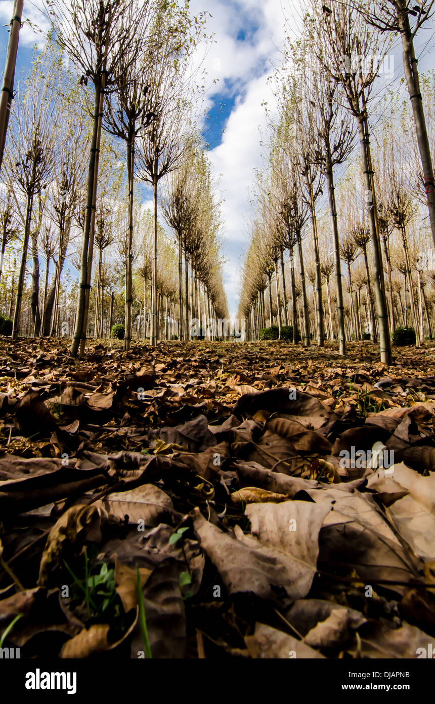 Autumn leaf tree hi-res stock photography and images - Alamy