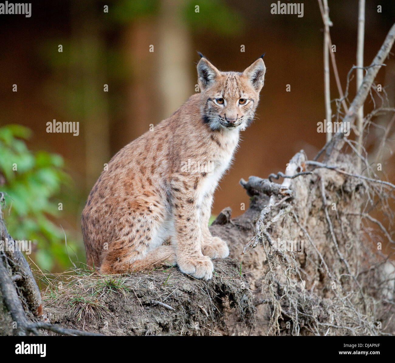Eurasian Lynx (Lynx lynx), cub sitting on tree roots, animal enclosure ...