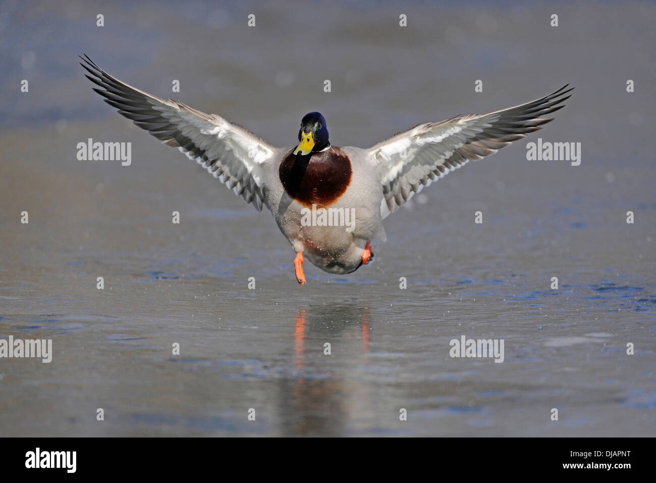 Drakes landing hi-res stock photography and images - Alamy