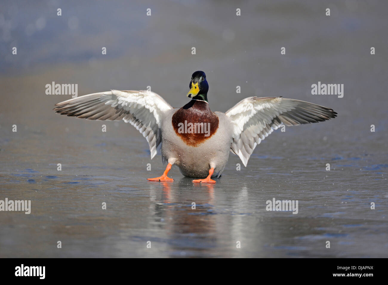 Drakes landing hi-res stock photography and images - Alamy