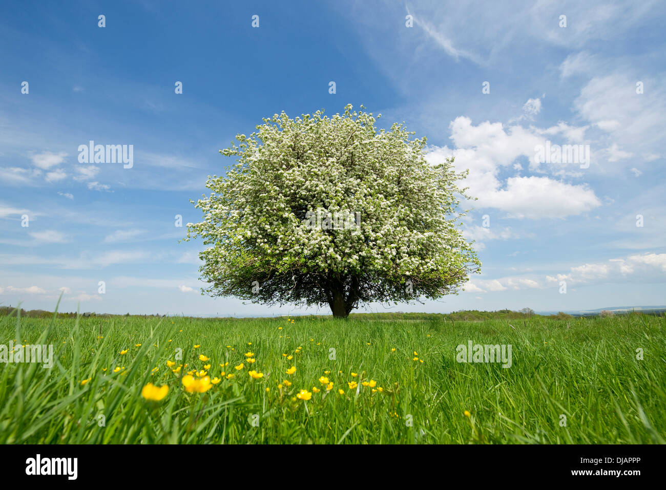 Pear tree pyrus communis hi-res stock photography and images - Alamy