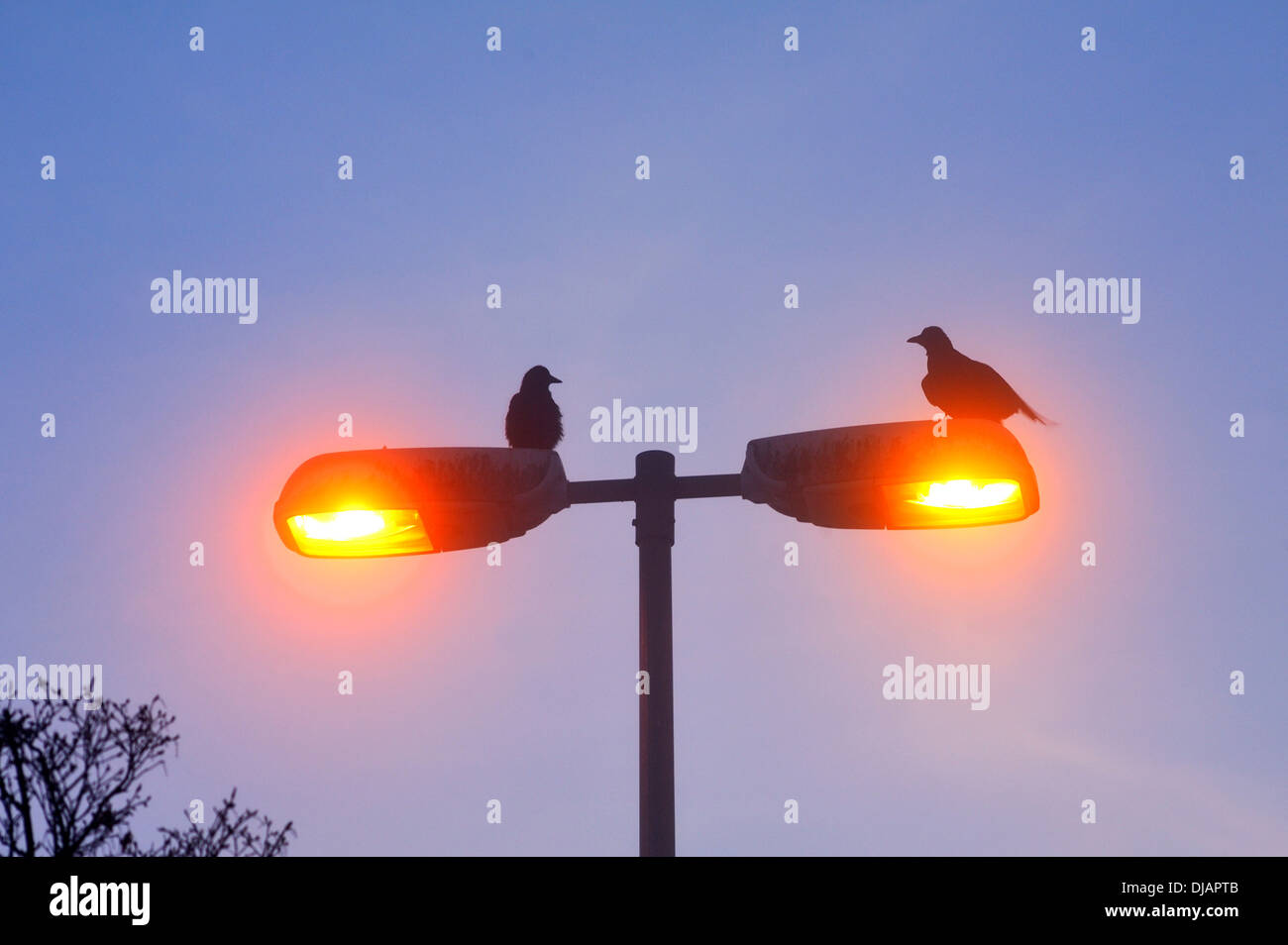 Crow On A Street Lamp High Resolution Stock Photography and Images - Alamy